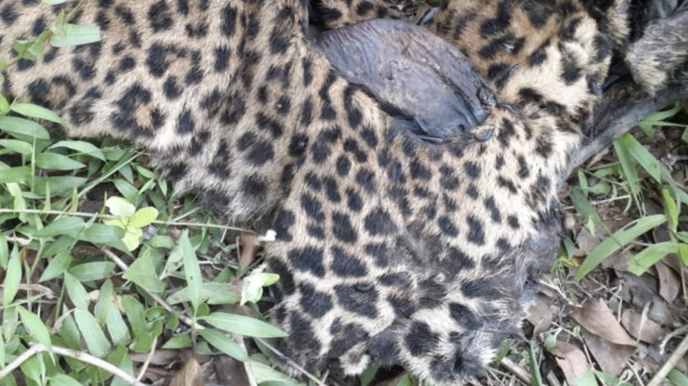 Misteri Kematian Macan Tutul Jawa! - ChapNews